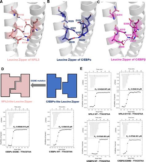 Figure 4 From Structural Basis For Specific Dna Sequence Recognition By The Transcription Factor