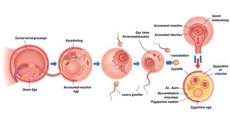 A Scientific Diagram Illustrating The Process Of Fertilization With A