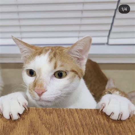 앞으로 길에서 보일 K 롱노즈 시리즈 유머 움짤 이슈 에펨코리아