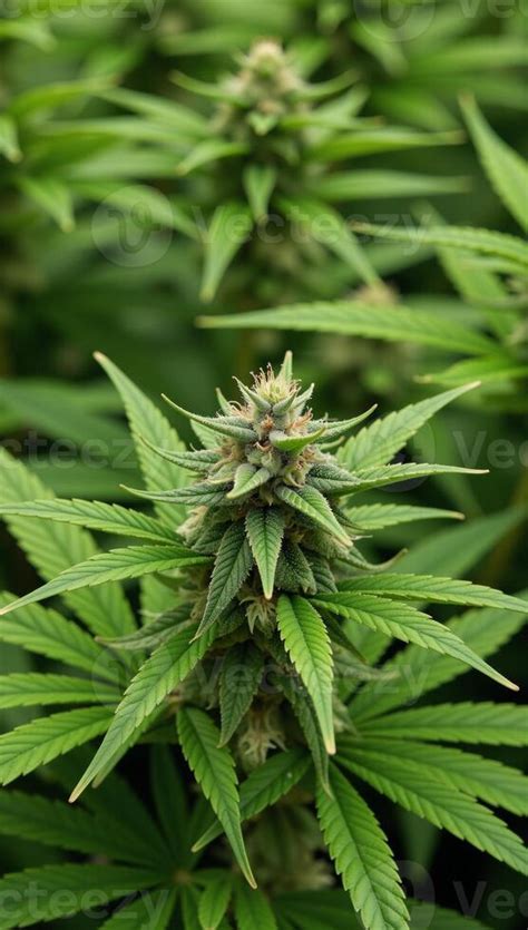 Medical Cannabis Plants With Vibrant Green Foliage Serve As The