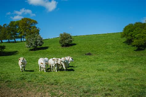 잔디 그린 필드에는 밝은 화창한 날에 방목 하는 소 노르망디 프랑스 가축 사육 및 산업 농업 개념 여름 Countriside 조 경 및 길 들 여 진 가축 목장 남자에 대한