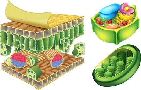 Plant Cell In Three Dimensions Royalty Free Vector Image