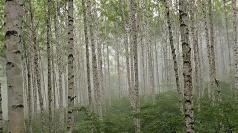 몽환적인 자작나무숲 Youtube