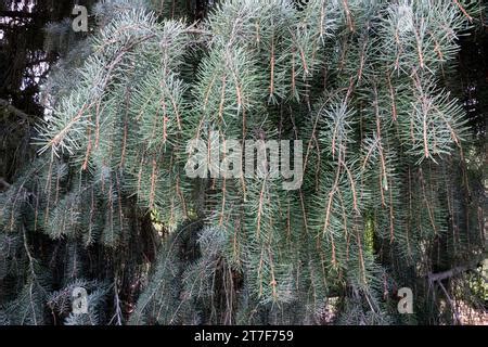Brewers Weeping Spruce Picea Breweriana Fruehlings Gold Aka Picea