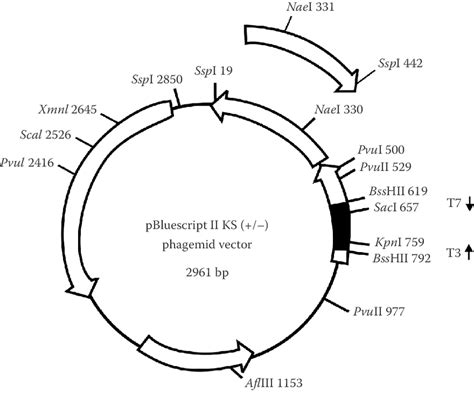 9 Physical Map Of Pbluescript Ks A Download Scientific Diagram