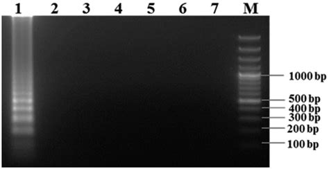 Specificity Of Lamp Assay For Detection Of Rhizoctonia Bataticola