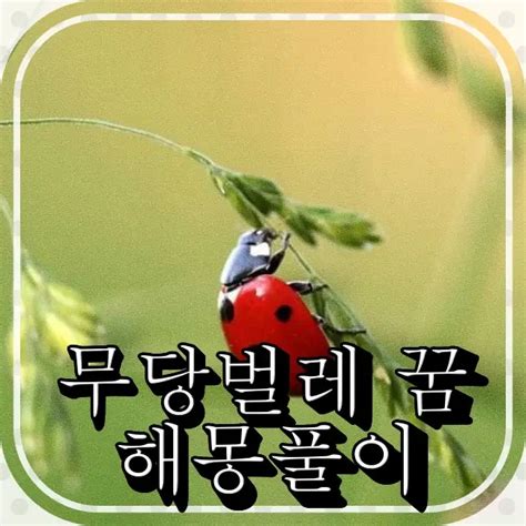 무당벌레 꿈해몽 흰색검은색유충큰두마리다양한색돕는몸에붙는무당벌레의 시체의 꿈