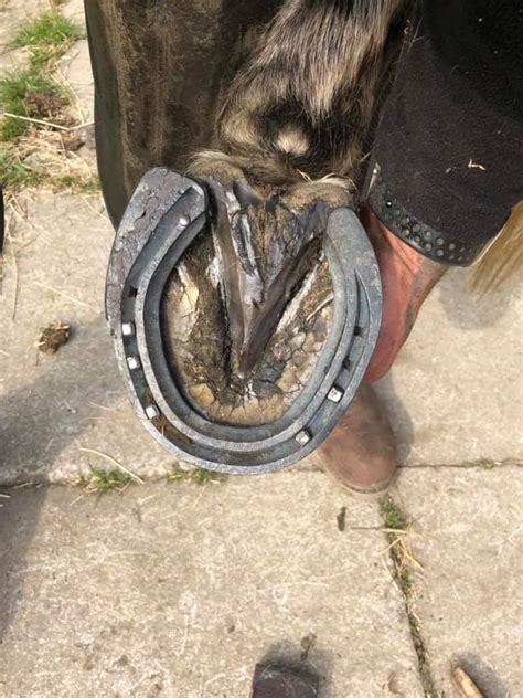 Simon Wolfenden And Son Farriers Bradford Vic