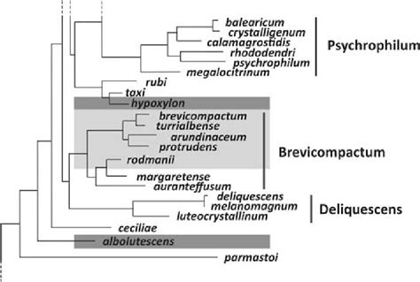 6 A Partial Phylogram Of The Genus Trichoderma Showing Species In The Download Scientific