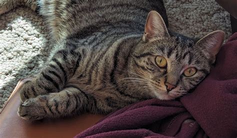 Paige Bulman And Ryan Goebels Wedding Website