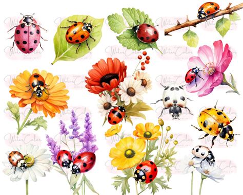 Watercolor Ladybug Clipart Bundle Floral Cute Lady Bugs Decorative