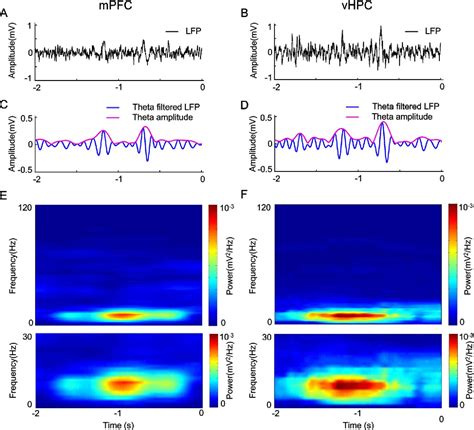 Figure 1 From Directional Hippocampal Prefrontal Interactions During