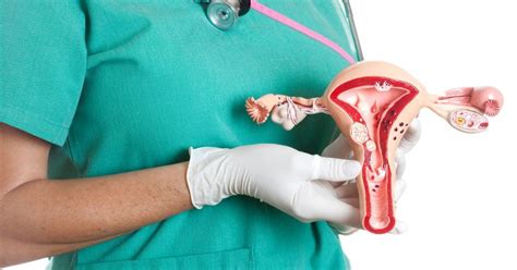 What Is A Proliferative Endometrium Facty Health