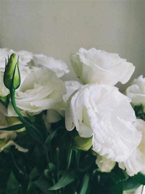 Eustoma Lisianthus 고요함 꽃 사진 꽃 장식 꽃꽂이 꽃다발 꽃잎 낭만적 인 꽃 녹색 싹 단순한 러스틱 매크로 미니멀리스트 봄 봄 꽃