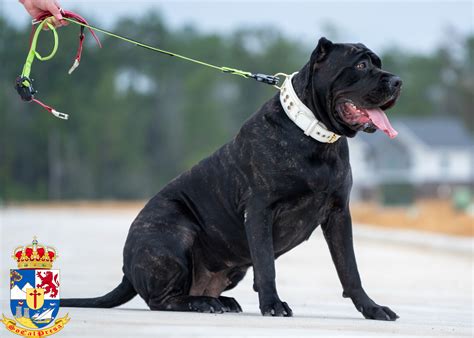 Bruja Black Brindle Presa Canario Female Socalpresa Top Rated