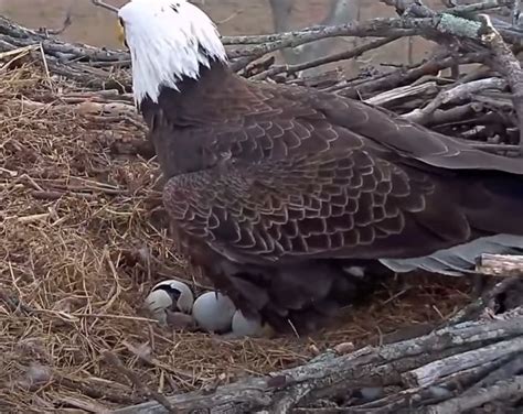 Video Congrats 1st Hatch Nctc Bald Eagle Live Cam West Virginia Spo