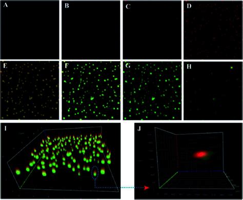 A Janus 3d Dna Nanomachine For Simultaneous And Sensitive Fluorescence Detection And Imaging Of