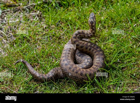Female Adder Hi Res Stock Photography And Images Alamy