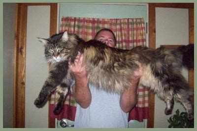 The Big Maine Coon Cat Breed How Large Do They Get