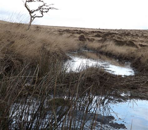 Dartmoor Ramblings Remote Spawning