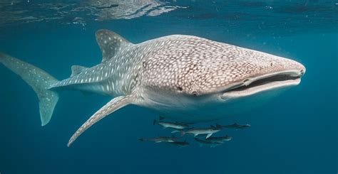 What Can Shark Teeth Tell Us Natural History Museum