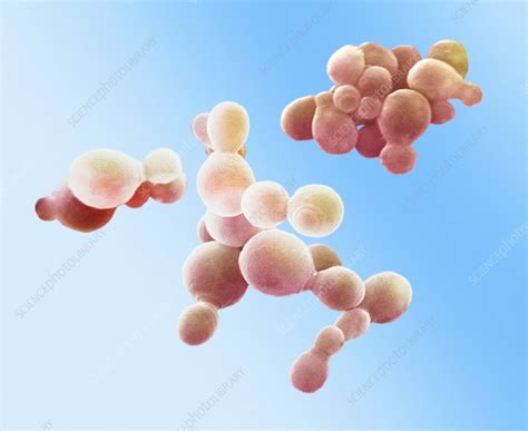 Skin Fungus Sem Stock Image C Science Photo Library