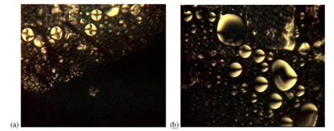 Textures Of Isotropic Nematic Phase Transition In Unidirectionally Download Scientific Diagram