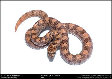 Spotted Leaf Nosed Snake Cave Creek Snakes