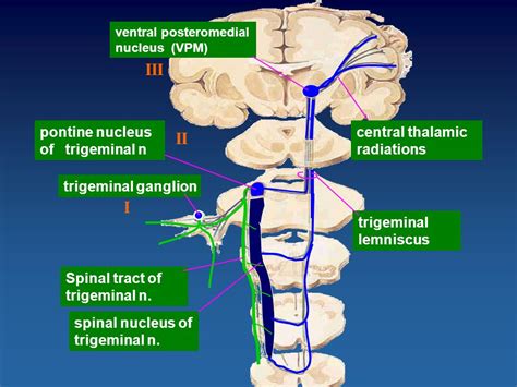 Trigeminal Lemniscus
