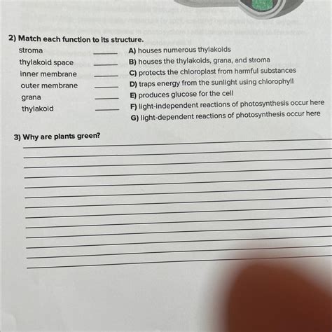 Thylakoid Structure And Function