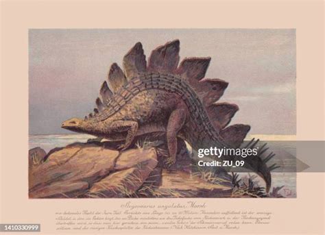 Stegosaurus Ungulatus Photos And Premium High Res Pictures Getty Images