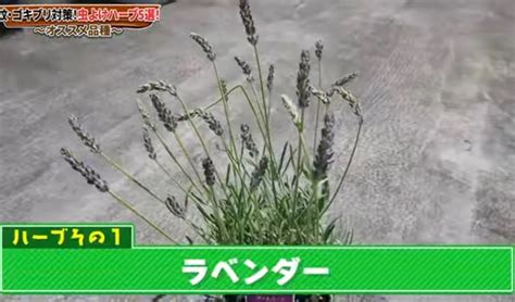 【写真一覧】植えるだけ！ 蚊・ゴキブリを寄せ付けない！ ベランダ・庭で育つおしゃれな「最強虫よけハーブ」5選