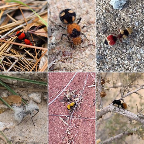 Bug Of The Week The Velvet Ant Aka The “cow Killer” Mymy Butterfly