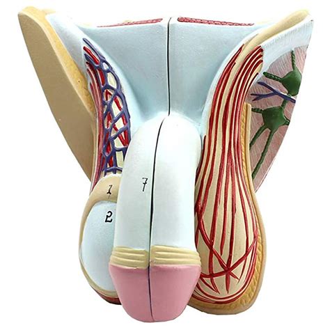 human male reproductive system anatomical model urinary tract model