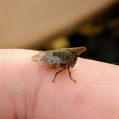 What Is This Tiny Triangle Shaped Insect I Found At The Park [northern