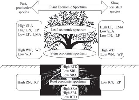 Conceptual Illustration Of The Plant Economic Spectrum Pes The Download Scientific Diagram
