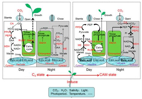 Cam Photosynthesis Diagram
