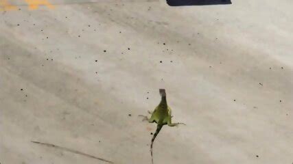 Lizzie Tucker Anal Date