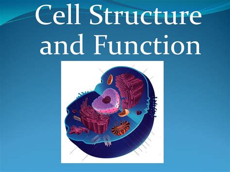 Ppt Cell Structure And Function Powerpoint Presentation Free