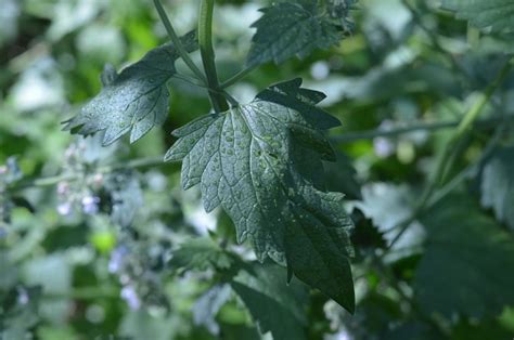 How To Grow Catnip For Bees Butterflies And Cats Joybilee Farm