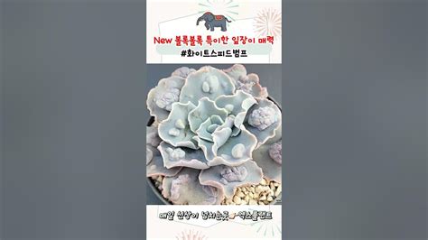 화이트스피드범프 에케베리아 다육이 다육이라이브 다육판매하는곳 Succulent Plants 인기다육 예쁜다육 신상다육 희귀다육 다육 초보다육이 실내
