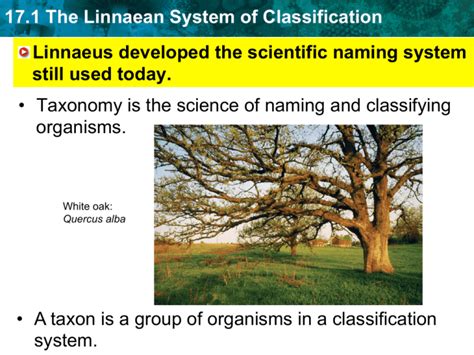 linnaean system of classification biology presentation