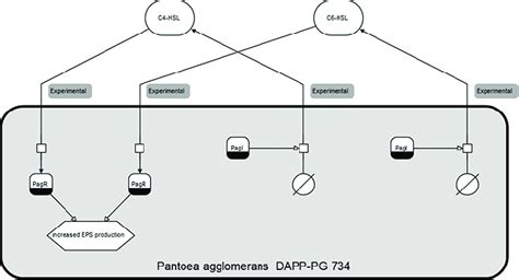 Clickable Sbgn Systems Biology Graphical Notation Diagram For Pantoea