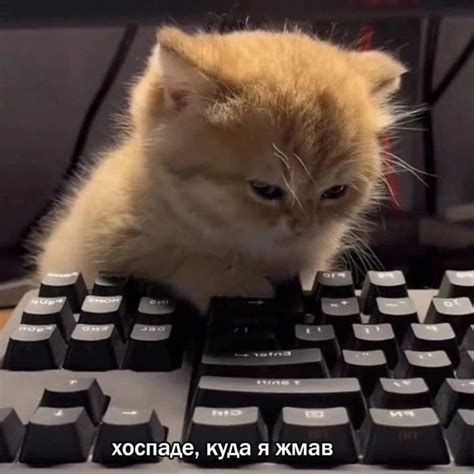 Котики на клавиатуре