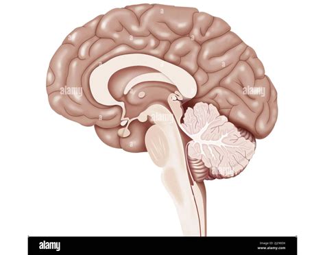 Midbrainbrainstem Quiz