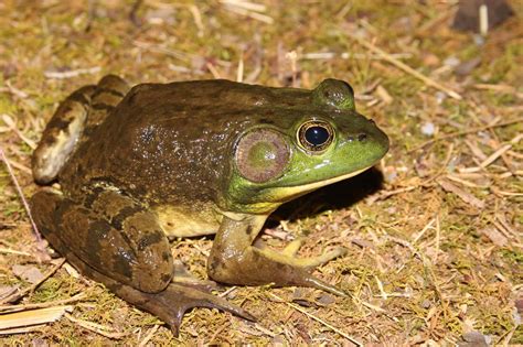 American Bullfrog Lithobates Catesbeianus Complete Species Guide