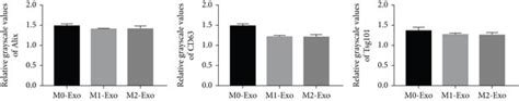 Macrophage Derived Exosome Characterization A Exosomes Were Isolated