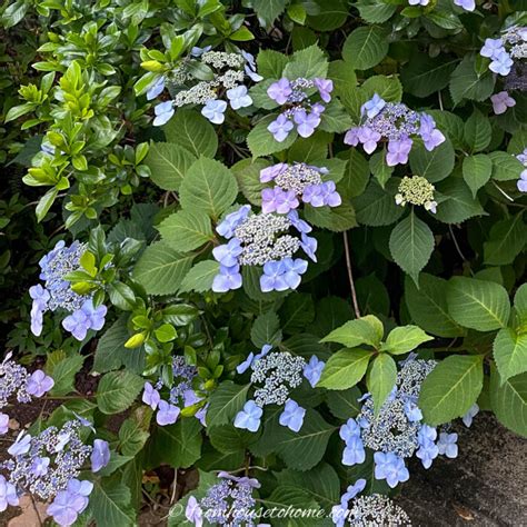 Pruning Hydrangeas The Ultimate Guide