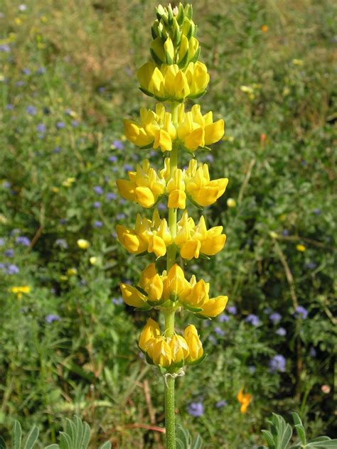 Yellow Lupin Lupinus Luteus Seeds Feedipedia