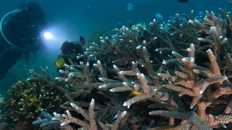 Coral Assessment And Innovative Restoration Approach Design In Duka Bay Philippines